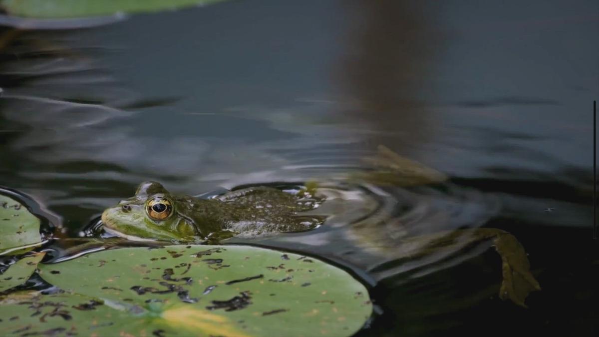 African Clawed Frog Bloat Why It Happens And How To Treat It