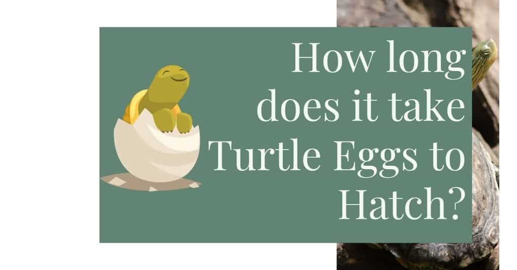 How Long Does It Take Turtle Eggs To Hatch AG