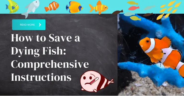 How to Save a Dying Fish: Comprehensive Instructions - AG