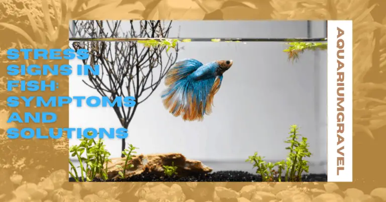 Stress Signs in Fish: Symptoms and Solutions - AG