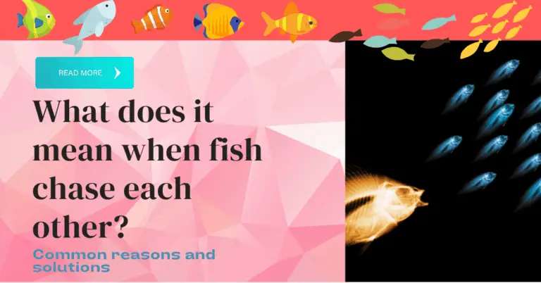 Why Fish Chase Around Other Fish in an Aquarium - AG