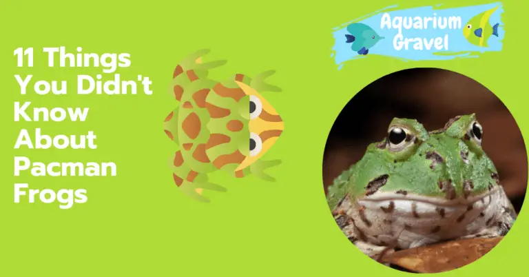 11 Things You Didn’t Know About Pacman Frogs - AG