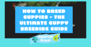 How To Breed Guppies - The Ultimate Guppy Breeding Guide