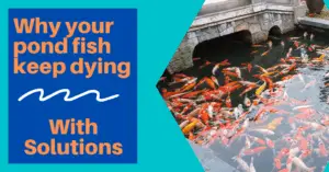 Why your pond fish keep dying - With Solutions - AG