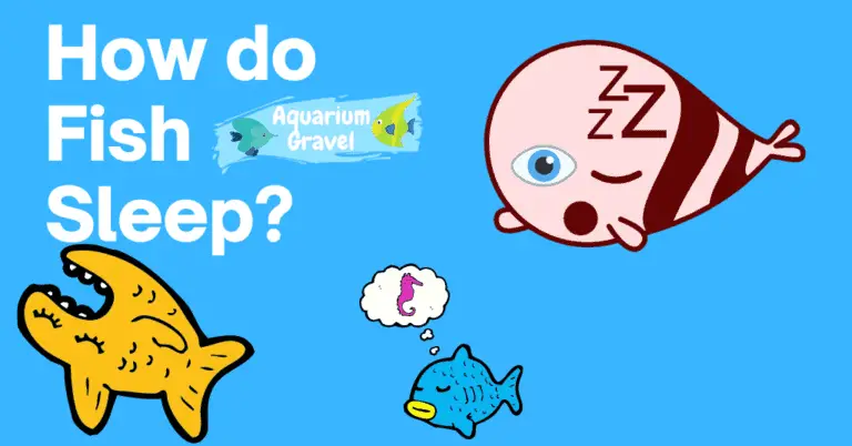 How do Fish Sleep? Are they really that weird? - AG