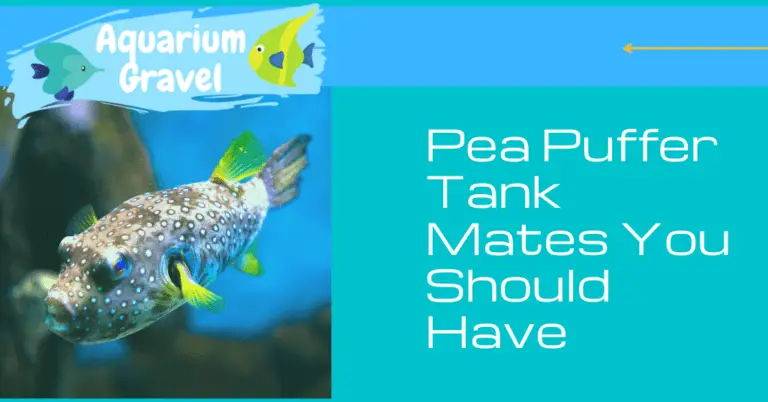 Pea Puffer Tank Mates You Should Have - AG