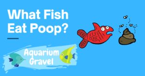 What Fish Eat Poop? - AG