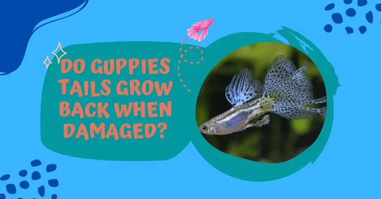Do Guppies Tails Grow Back When Damaged? - AG