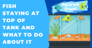 Fish Staying at Top of Tank and What to Do About It - AG