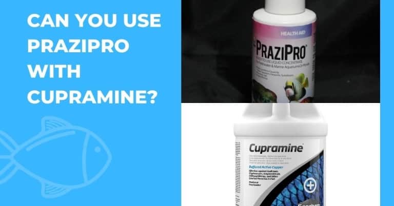 Can You Use Prazipro With Cupramine? Is it safe?