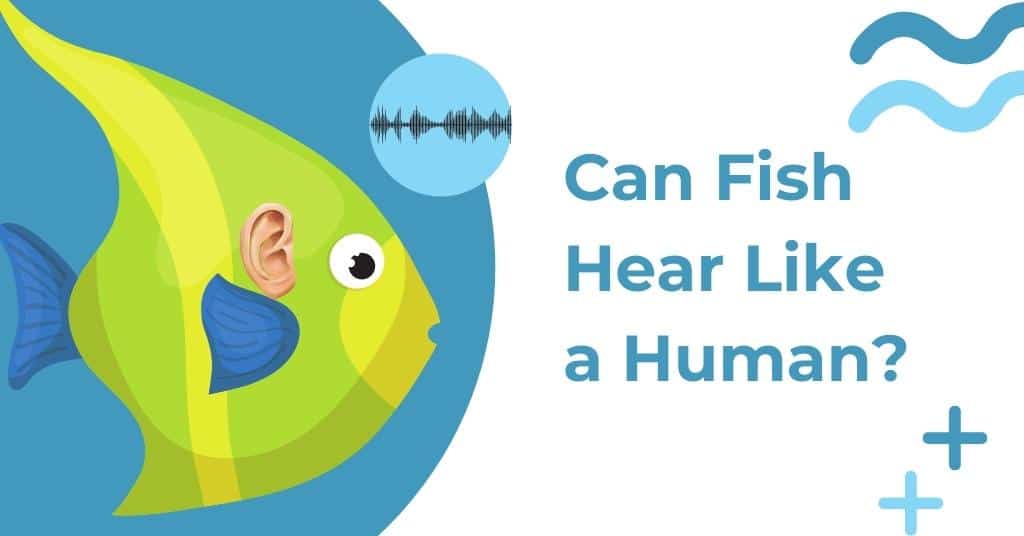 Aquarium Gravel - The home of aquarium information - Page 15