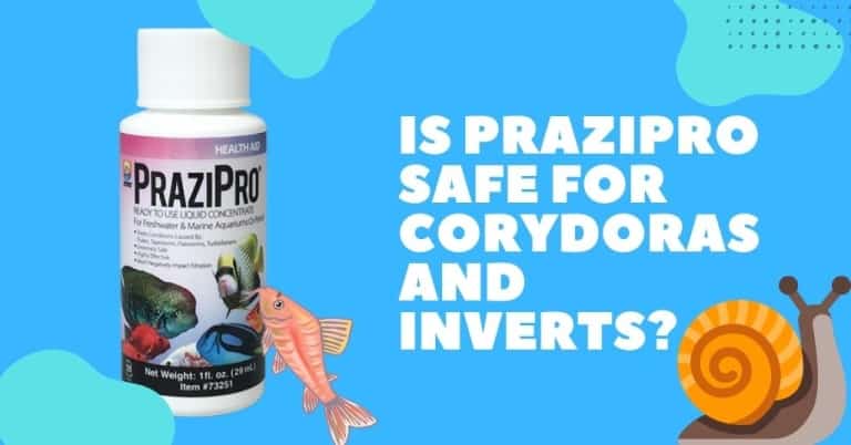 Is Prazipro Safe for Corydoras And Invertebrates?