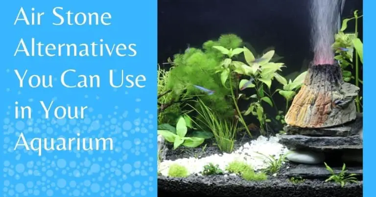 Air Stone Alternatives You Can Use in Your Aquarium