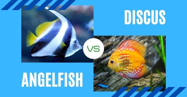 Angelfish vs Discus - Which Is Better To Get