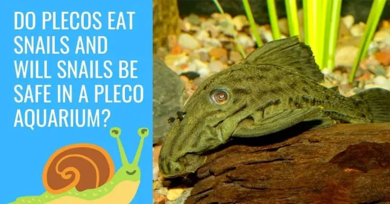 Do Plecos Eat Snails And Will Snails Be Safe In A Pleco Aquarium?