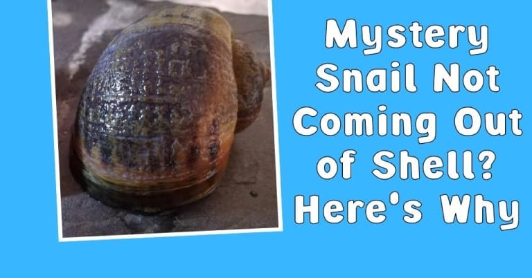 Mystery Snail Not Coming Out of Shell? Here’s Why