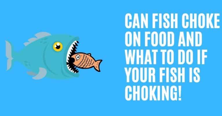 Can Fish Choke on Food And What To Do If Your Fish Is Choking!