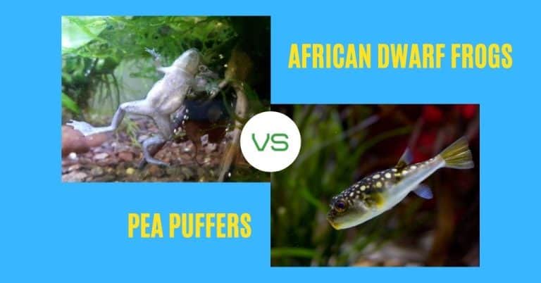 Can Pea Puffers Live With African Dwarf Frogs?