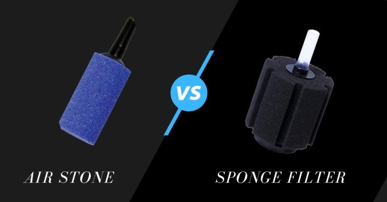 Sponge Filter vs Air Stone, What’s The Difference?