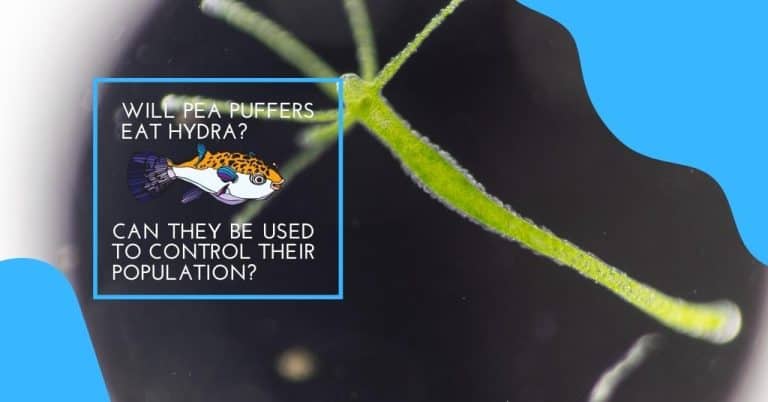 Will Pea Puffers Eat Hydra, Can They Be Used as Population Control?
