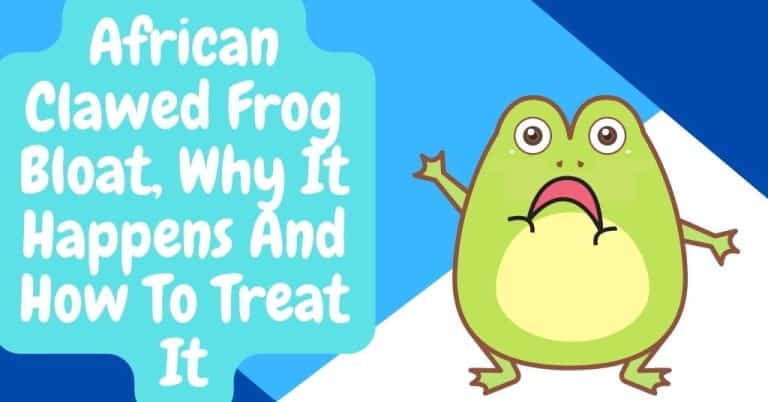 African Clawed Frog Bloat, Why It Happens And How To Treat It