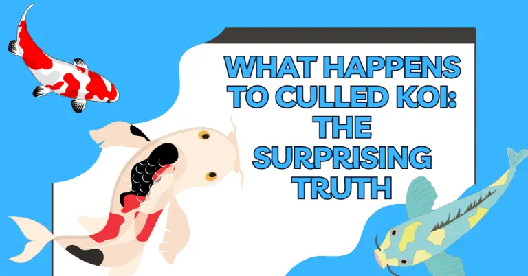 What Happens to Culled Koi: The Surprising Truth