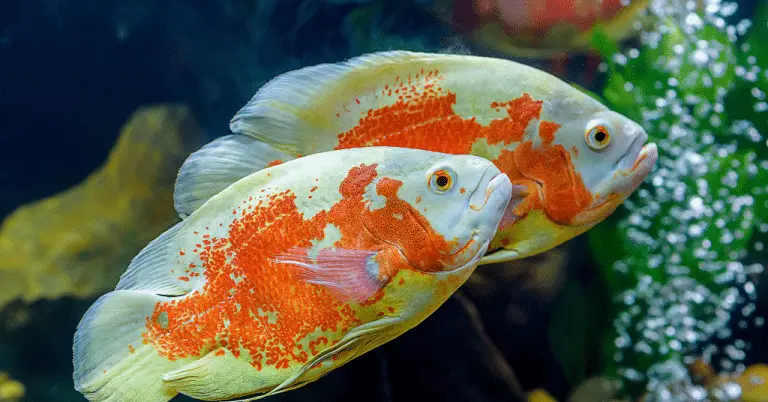 Can Oscar Fish Choke on Food? Yes! How To Save Your Fish!