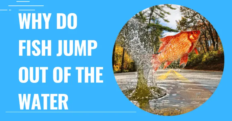 Why Do Fish Jump Out of Water In an Aquarium or Pond? - AG