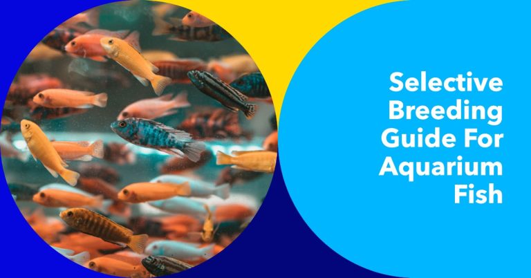 Selective Breeding Guide For Aquarium Fish - AG